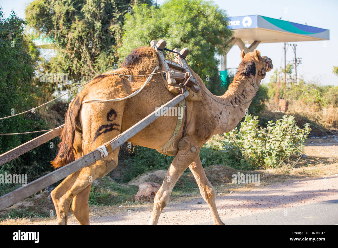 A camle cart in Rajasthan, India Stock Photo - Alamy