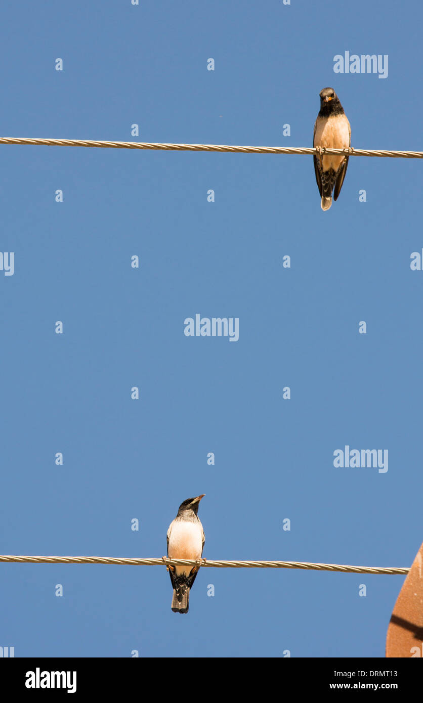 Rose Coloured Starling (Pastor roseus) or Rosy Starling in Rajasthan ...