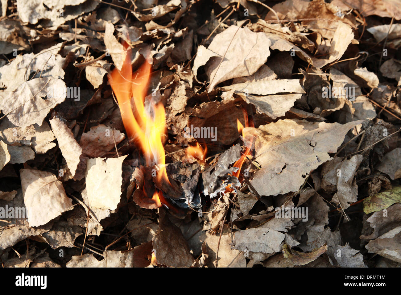 Defoliation hi-res stock photography and images - Alamy