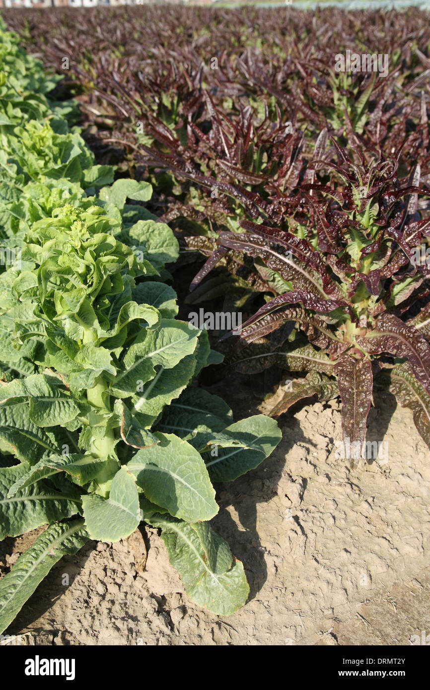 Plot field hi-res stock photography and images - Alamy