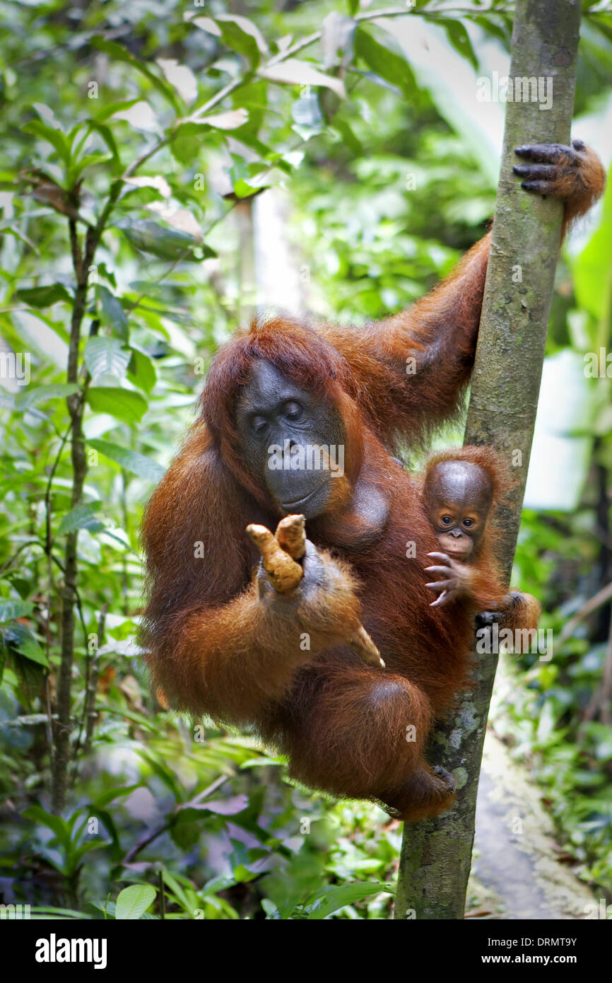 Orangutan with her baby Stock Photo - Alamy