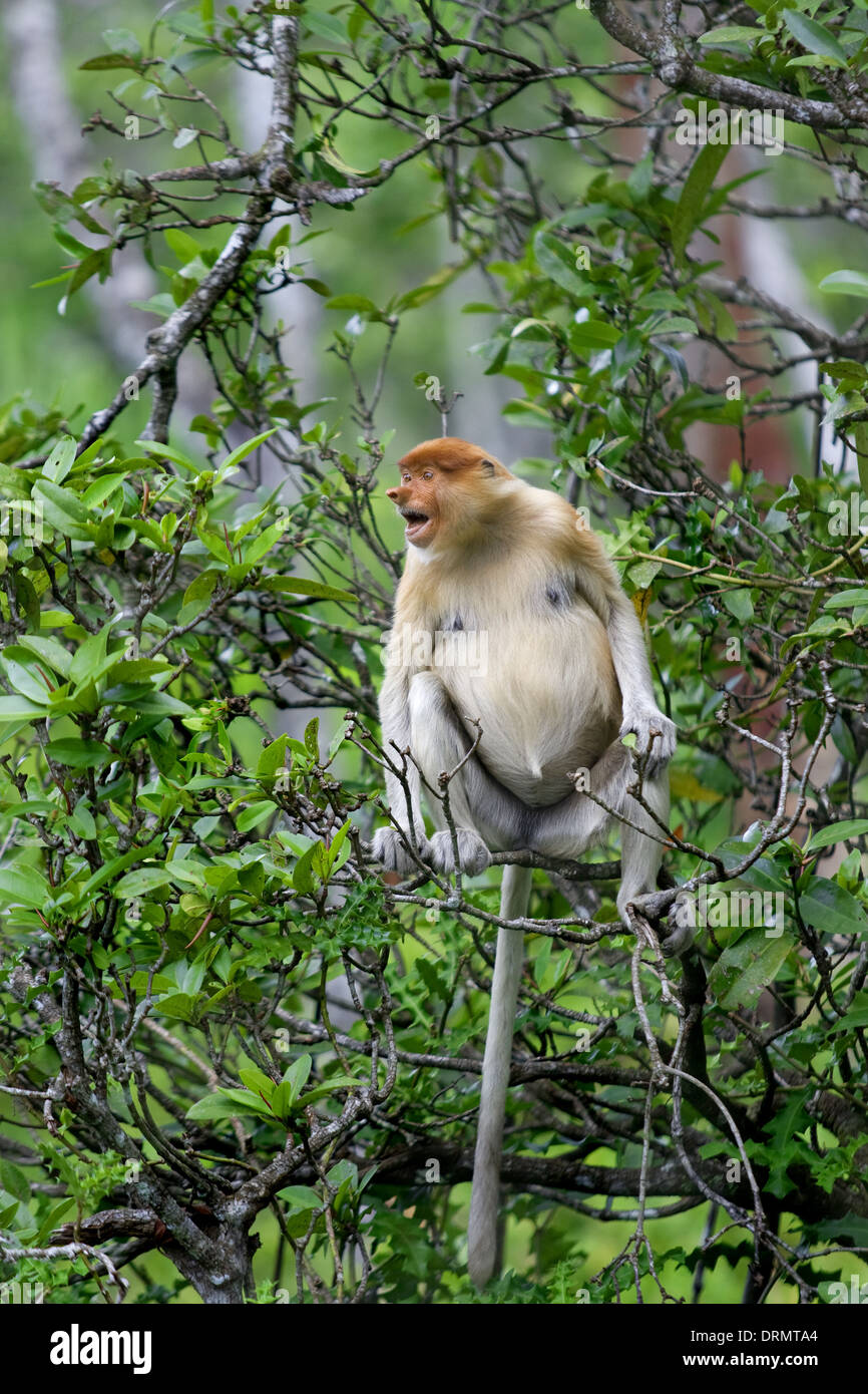 Proboscis monkeys playing hi-res stock photography and images - Alamy