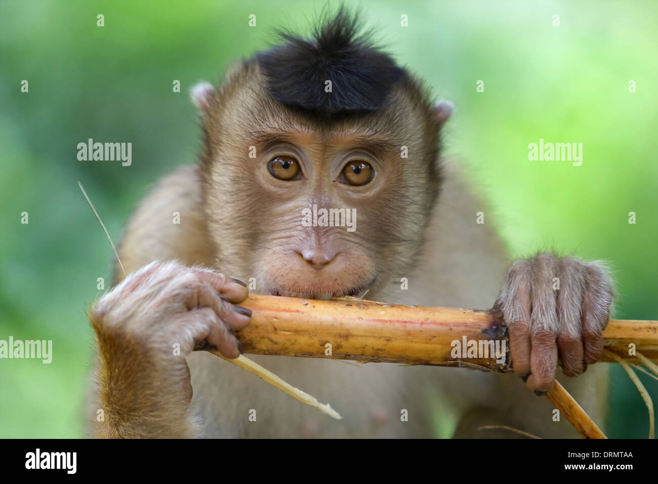 Mangrove macaque hi-res stock photography and images - Alamy