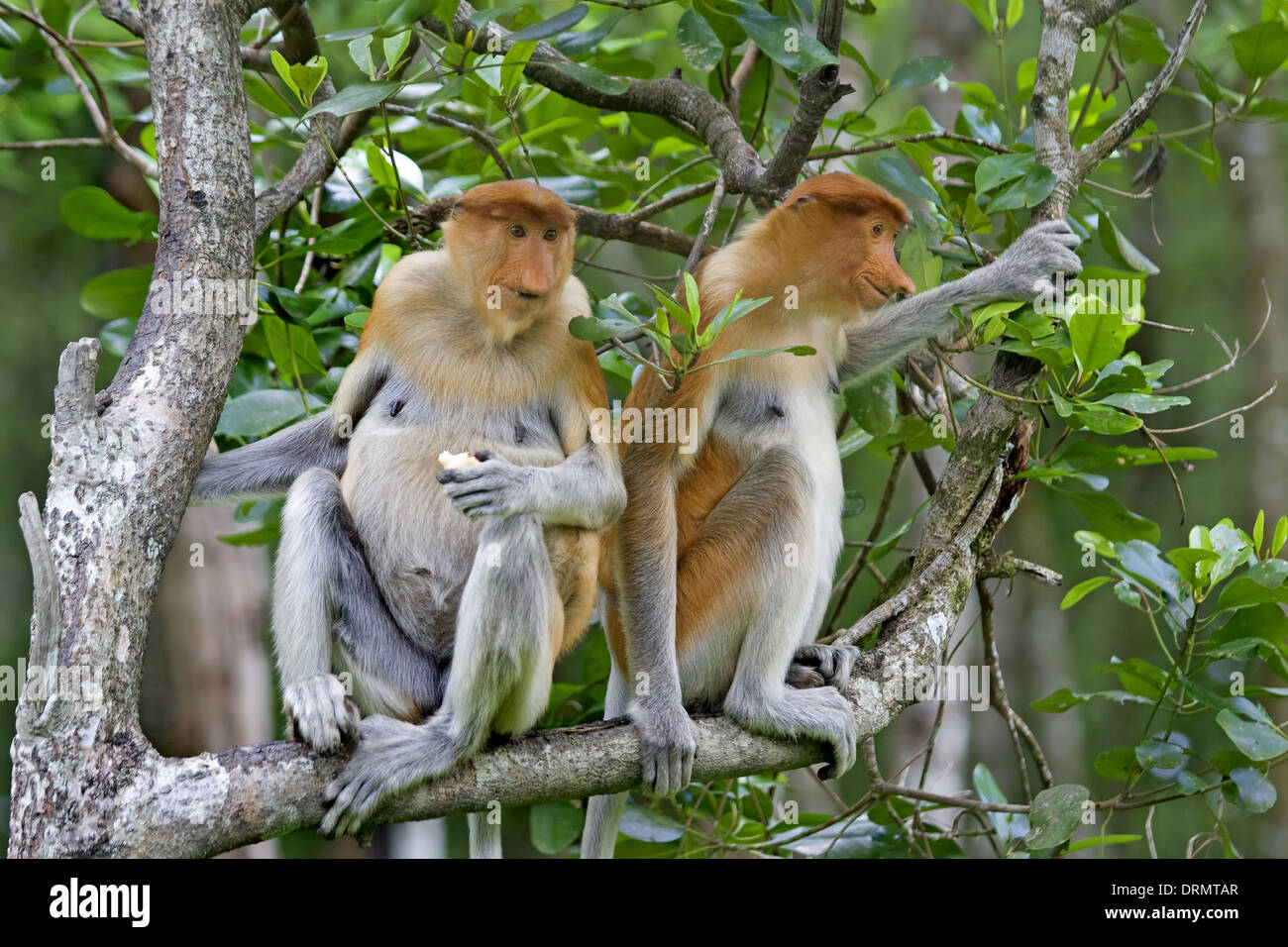 Proboscis Monkeys Brunei High Resolution Stock Photography and Images ...