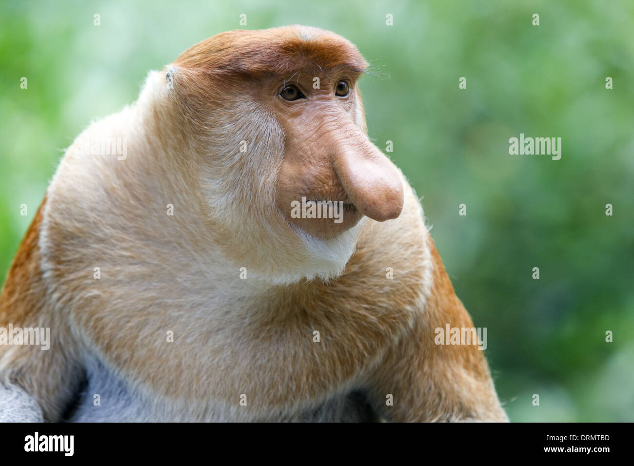 Proboscis monkies hi-res stock photography and images - Alamy