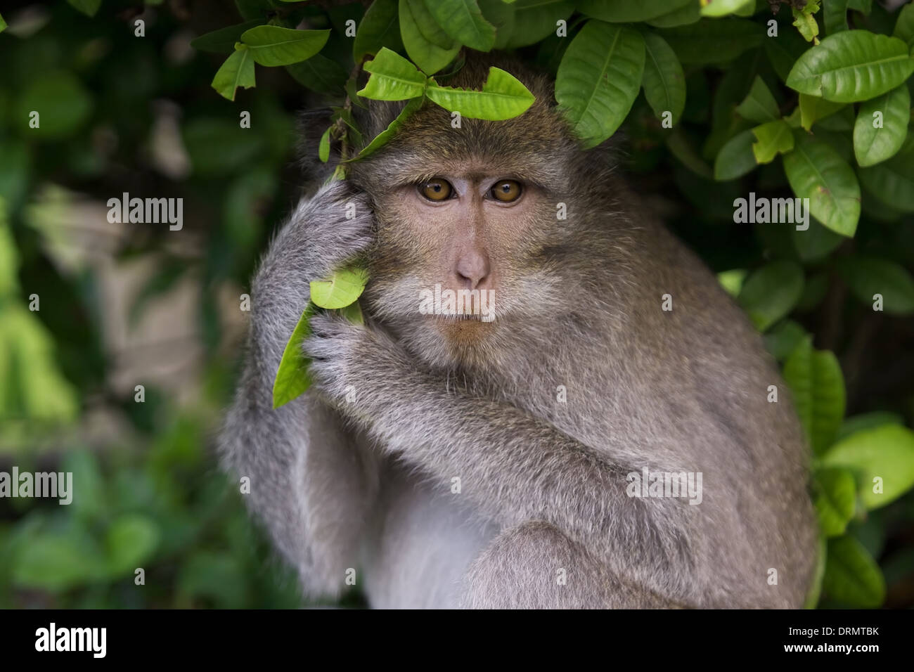 Mangrove macaque hi-res stock photography and images - Alamy