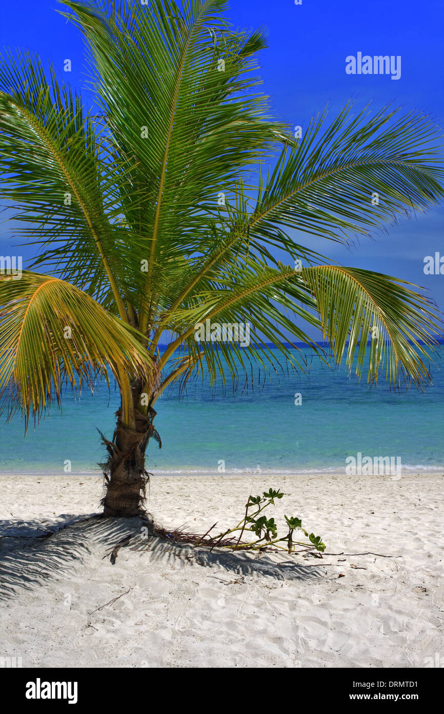 Southeast palm tree hi-res stock photography and images - Alamy