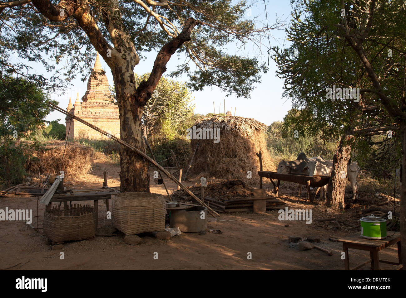 Rural scene in Bagan Burma Myanmar Stock Photo - Alamy