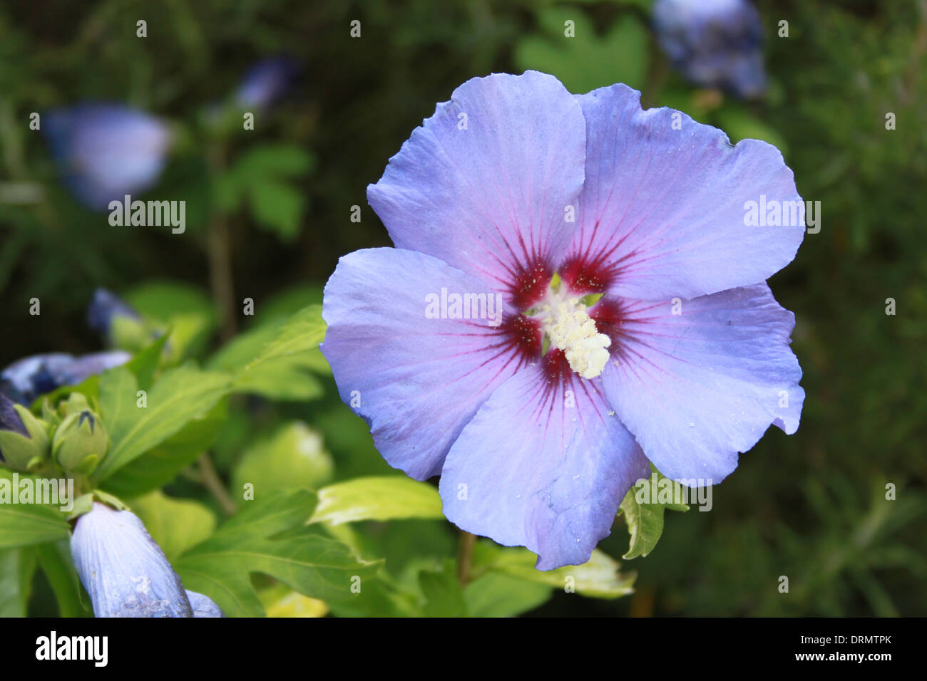 Pretty devon hi-res stock photography and images - Alamy