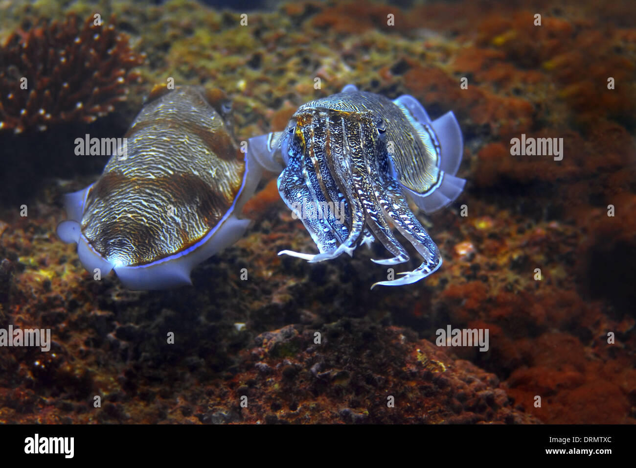 Cuttlefish hi-res stock photography and images - Alamy