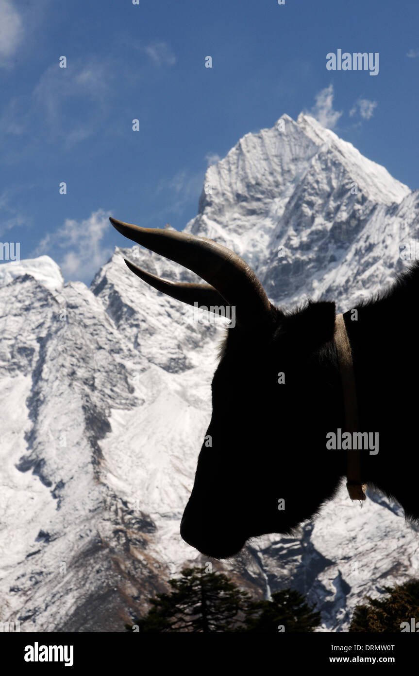Yaks in himalayas hi-res stock photography and images - Alamy