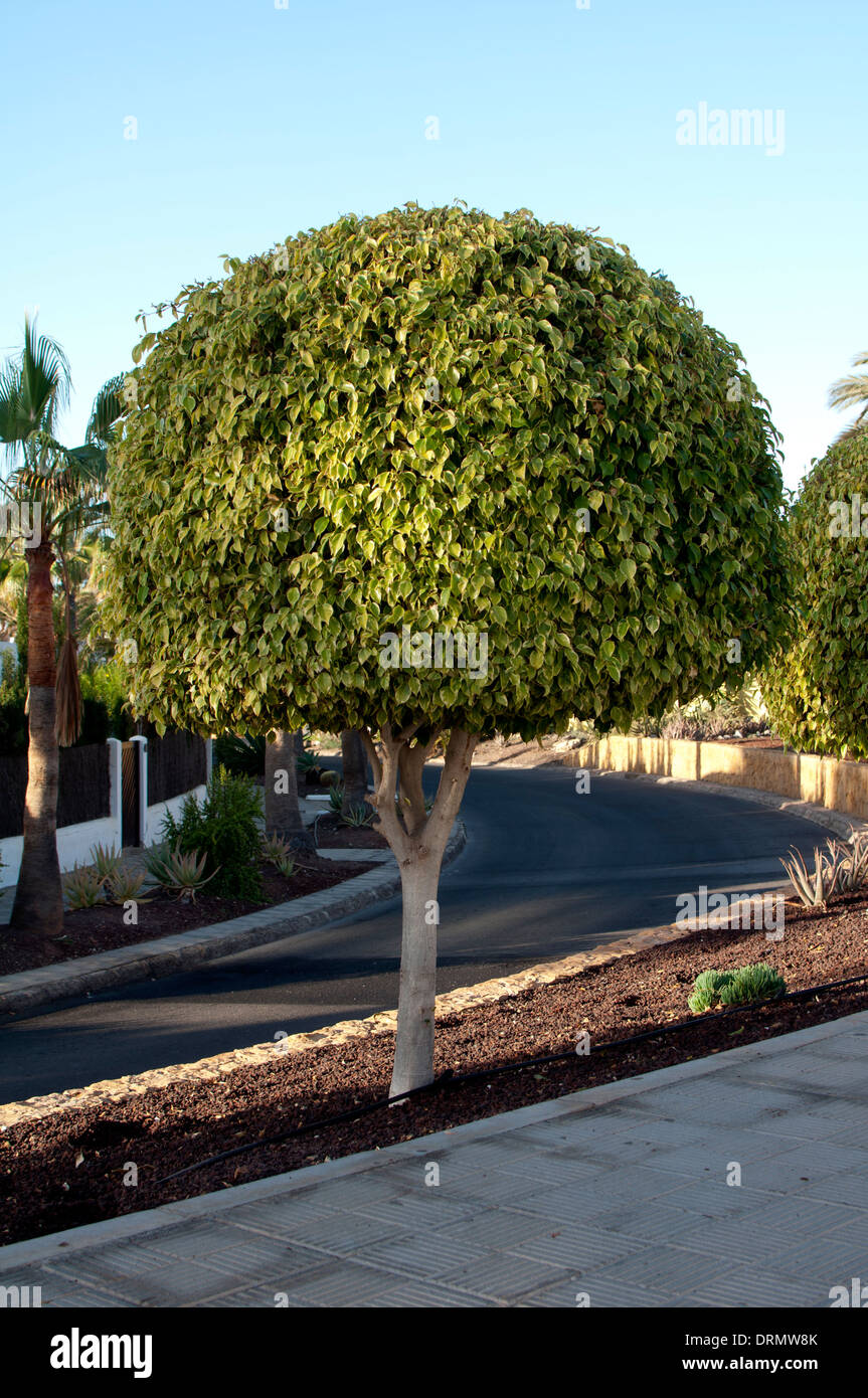 Shaped tree hi-res stock photography and images - Alamy