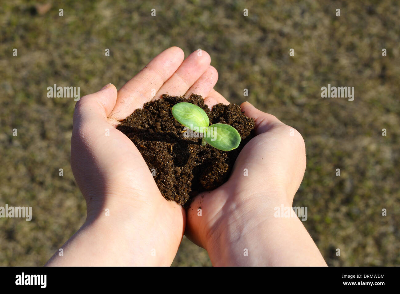 Seedling plant in hands Stock Photo - Alamy