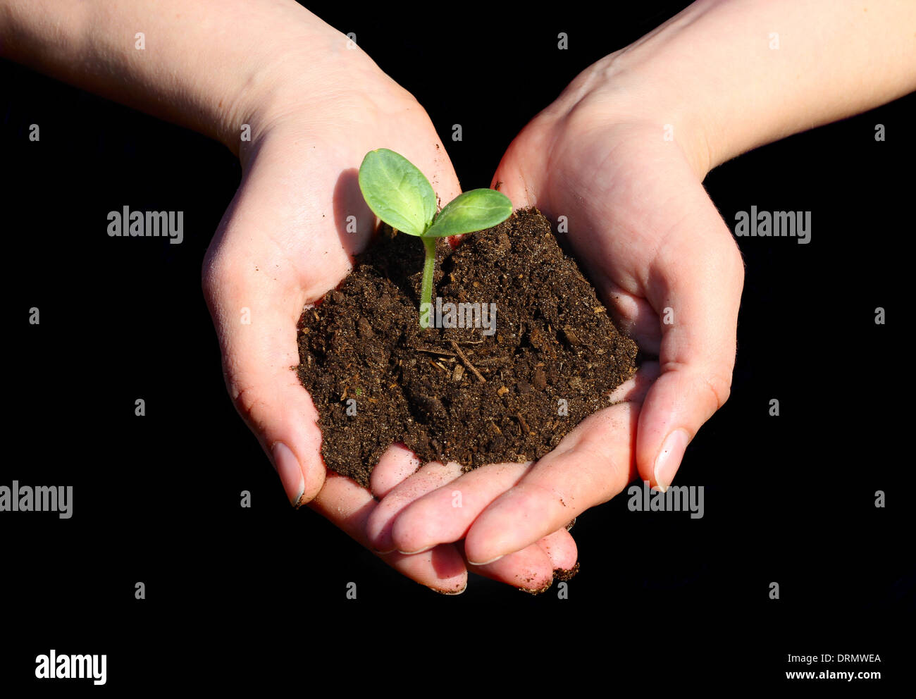 Seedling plant in hands Stock Photo - Alamy