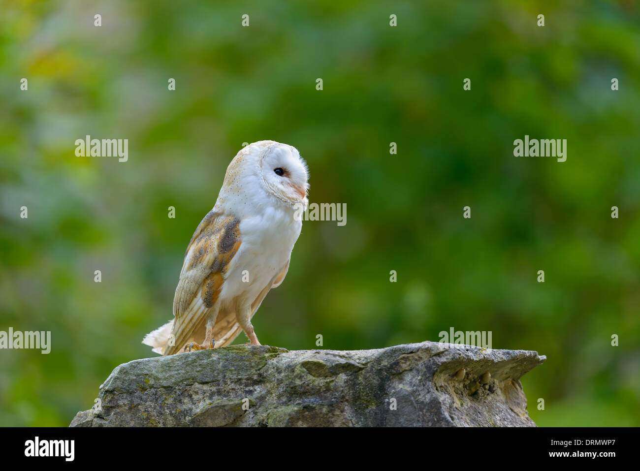 Schleiereule, Tyto alba, Barn Owl Stock Photo - Alamy