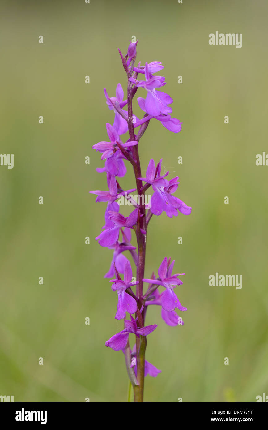 Sumpf knabenkraut hi-res stock photography and images - Alamy