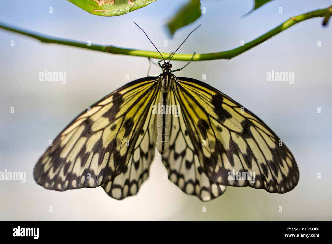 Tree Nymph Butterfly Stock Photo - Alamy