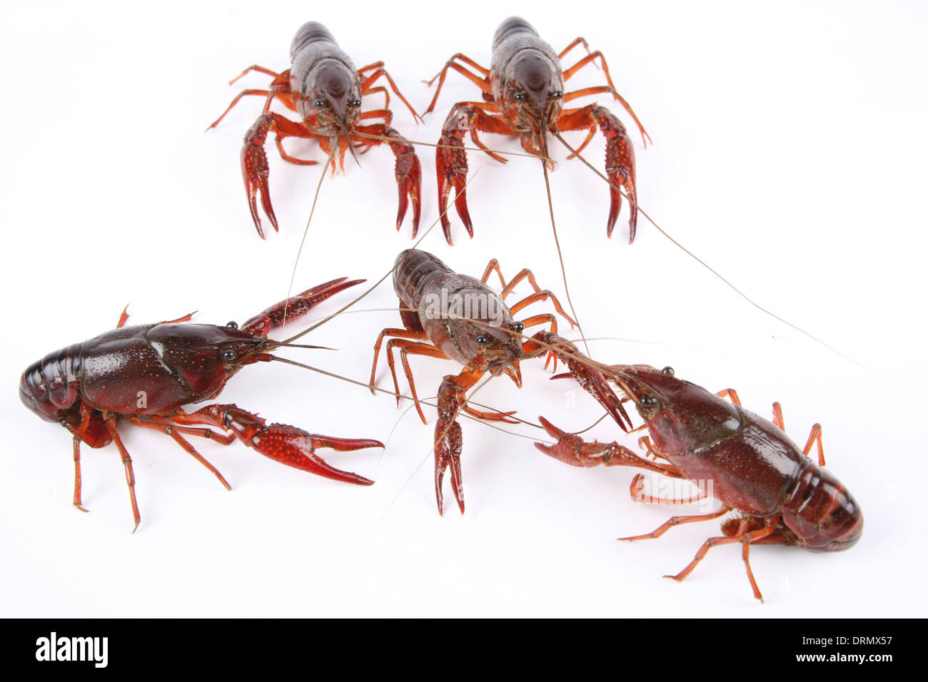 Crawfish hi-res stock photography and images - Alamy
