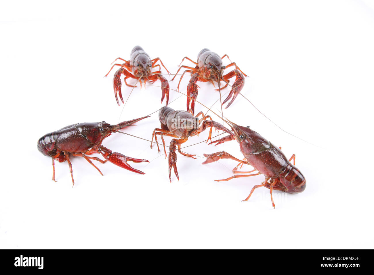 crawfish are fighting Stock Photo - Alamy