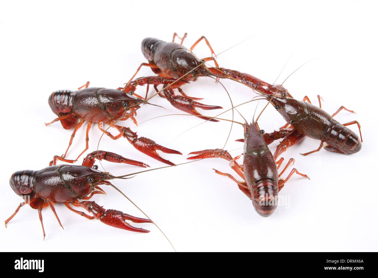 Lobsters fighting hi-res stock photography and images - Alamy