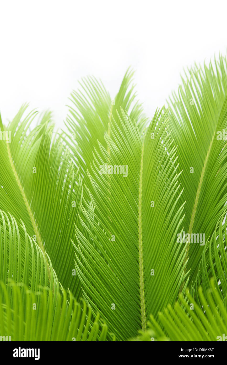 Cycas cycadaceae hi-res stock photography and images - Alamy