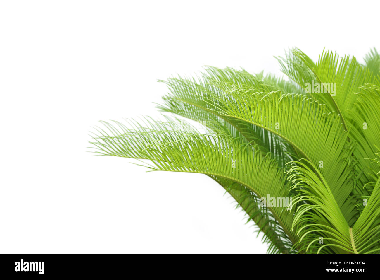 Cycas cycadaceae hi-res stock photography and images - Alamy