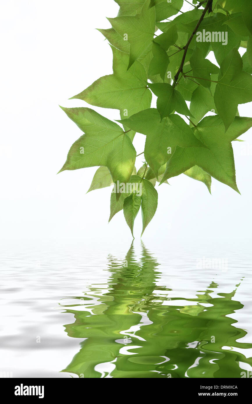 leaf and reflection Stock Photo - Alamy