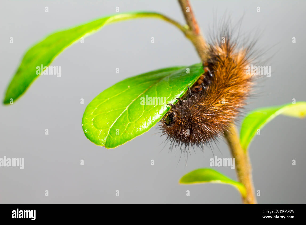 The Ruby Tiger larva (Phragmatobia fuliginosa Stock Photo - Alamy