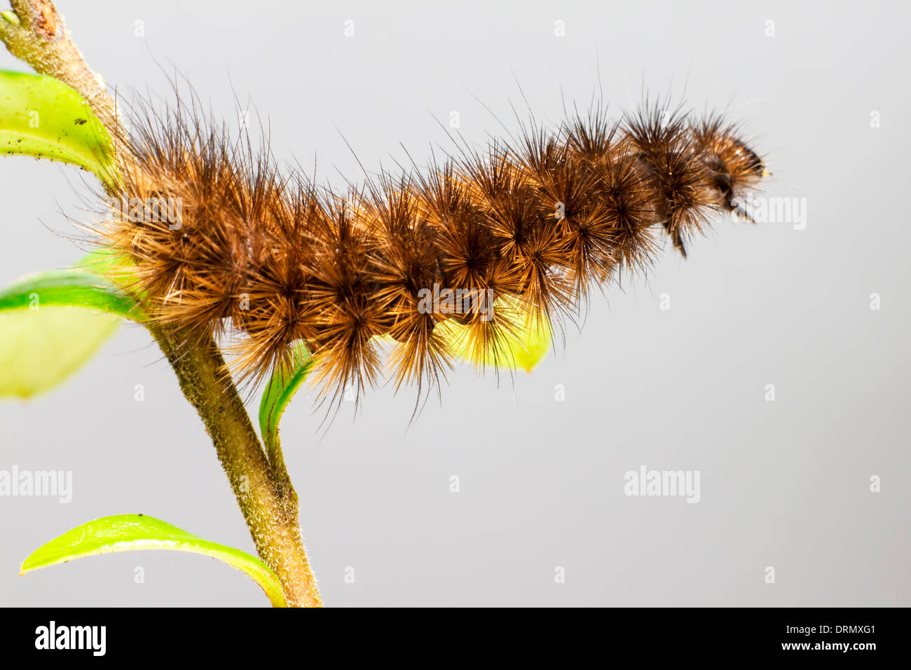 The Ruby Tiger larva (Phragmatobia fuliginosa Stock Photo - Alamy