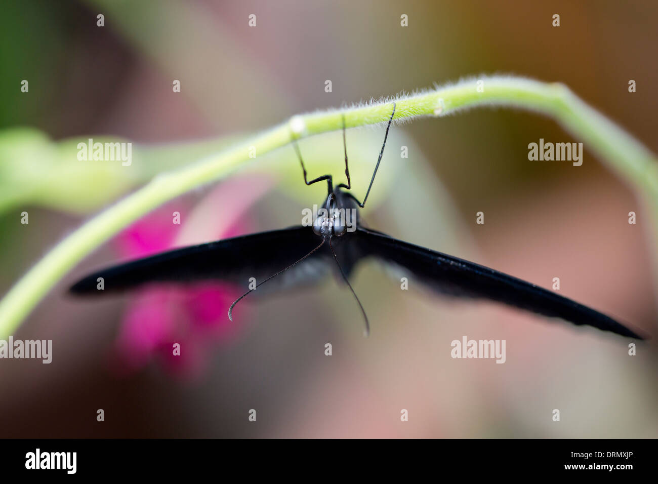 Great Mormon Butterfly Stock Photo - Alamy