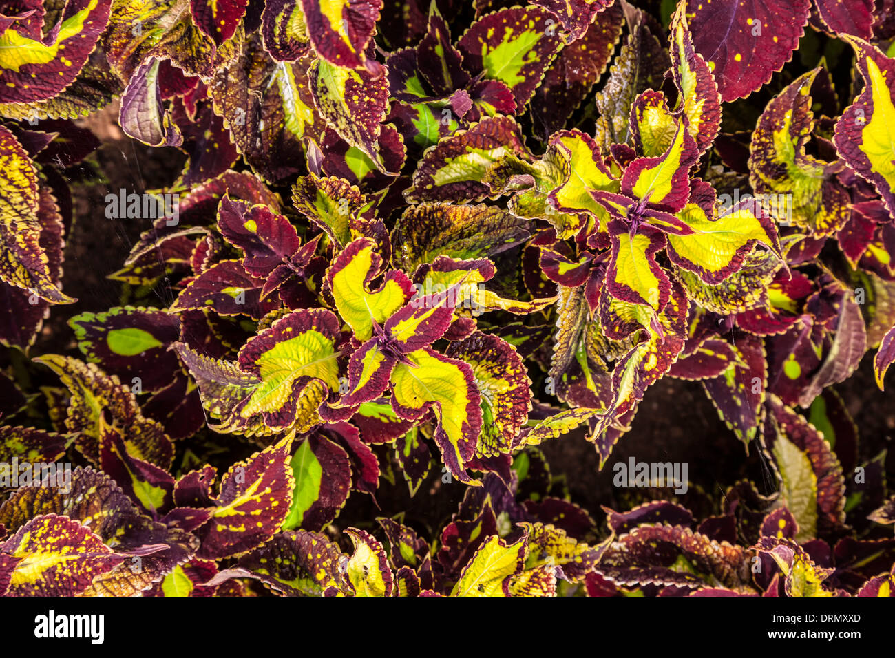 A group of colorful variegated coleus in the home garden Stock Photo ...