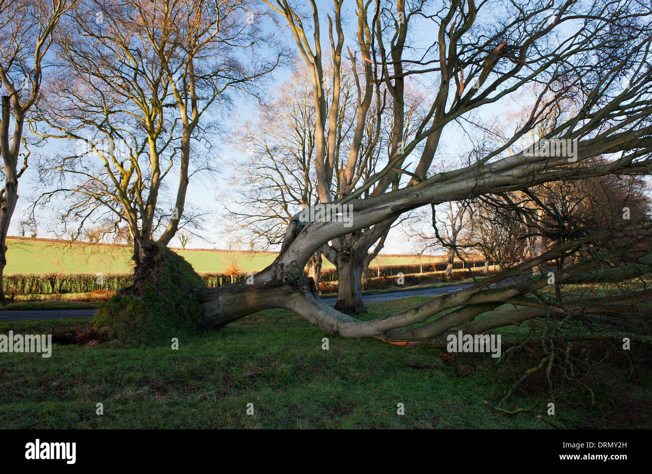 Storm damaged Beech Tree near Kingston Lacy Dorset England Stock Photo ...