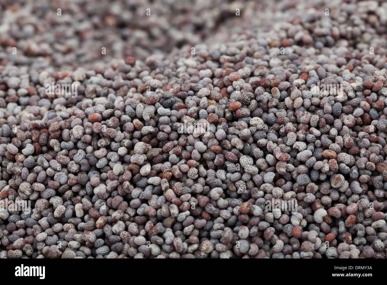 Black poppy seeds hi-res stock photography and images - Alamy