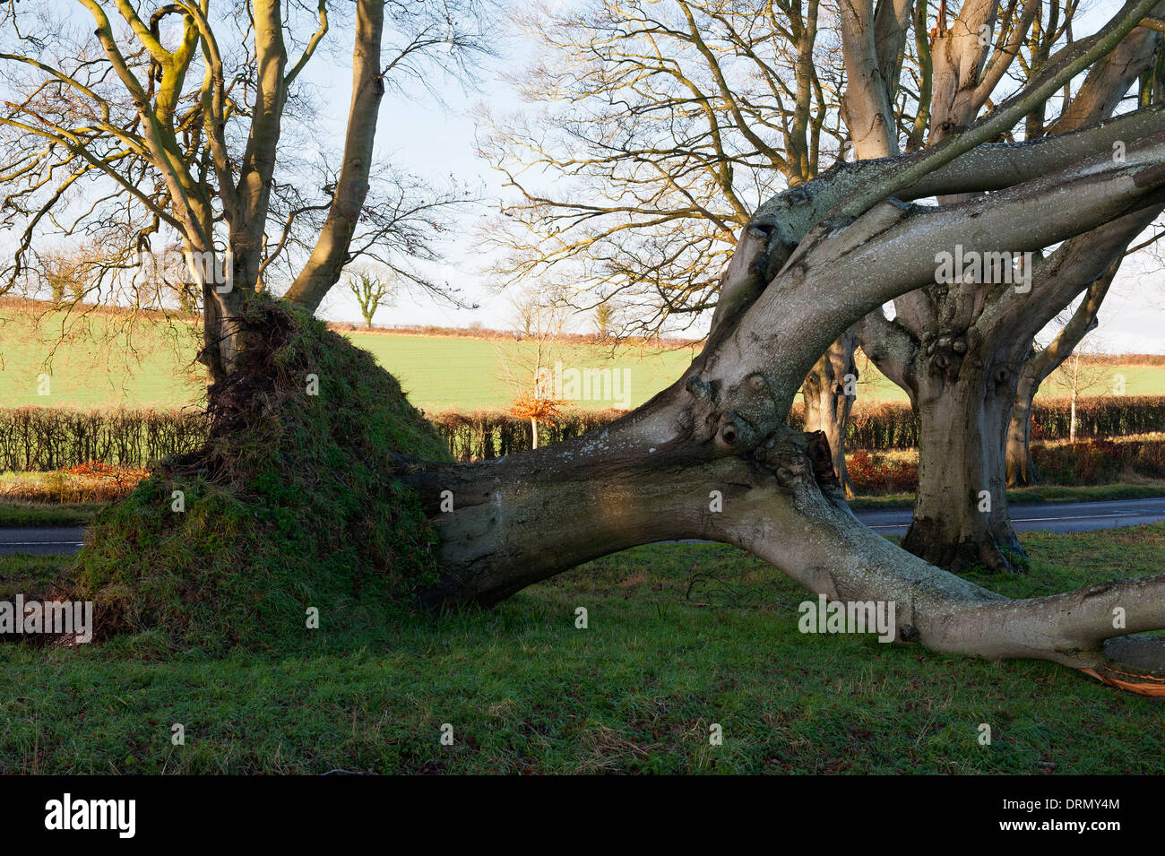 Storm damaged beech tree hi-res stock photography and images - Alamy