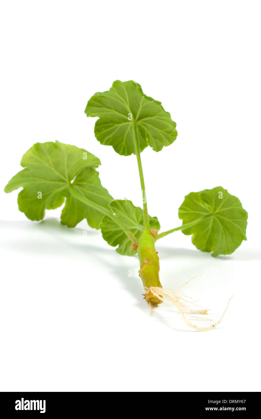 Fibrous root system hi-res stock photography and images - Alamy