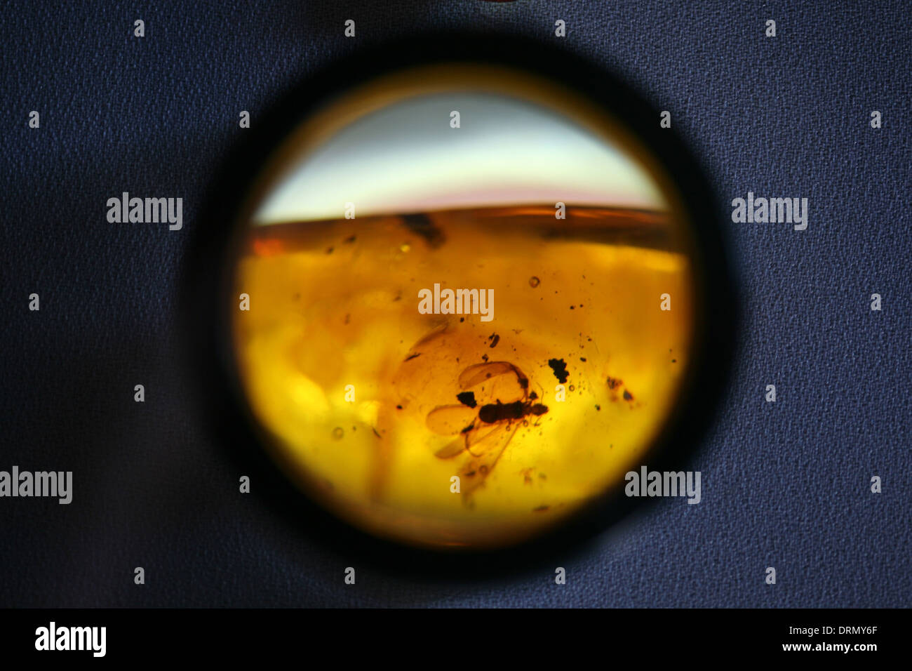 Prehistoric fossil amber hi-res stock photography and images - Alamy