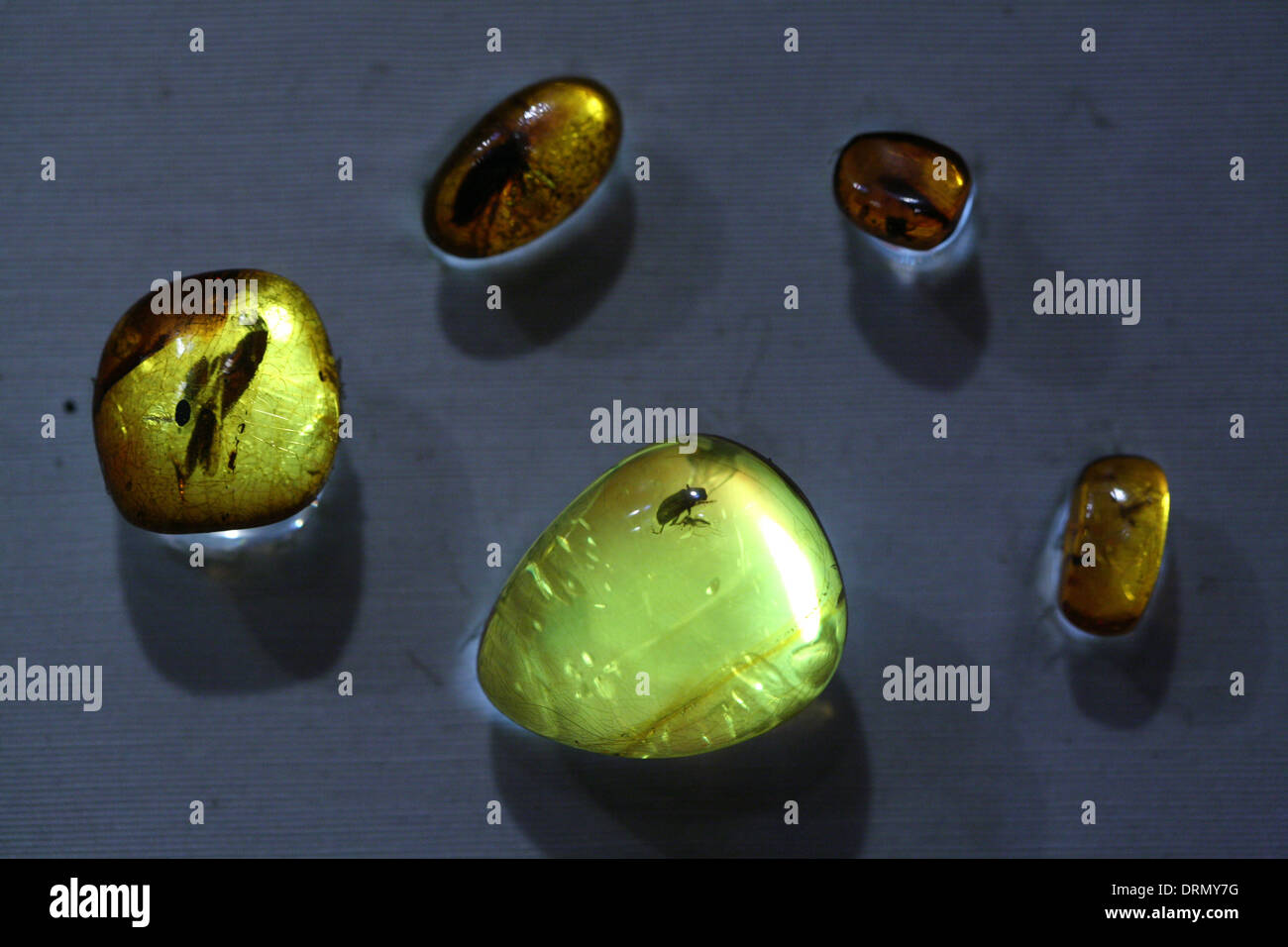 Dominican amber with insects fossilized inside in the museum Mundo del ...