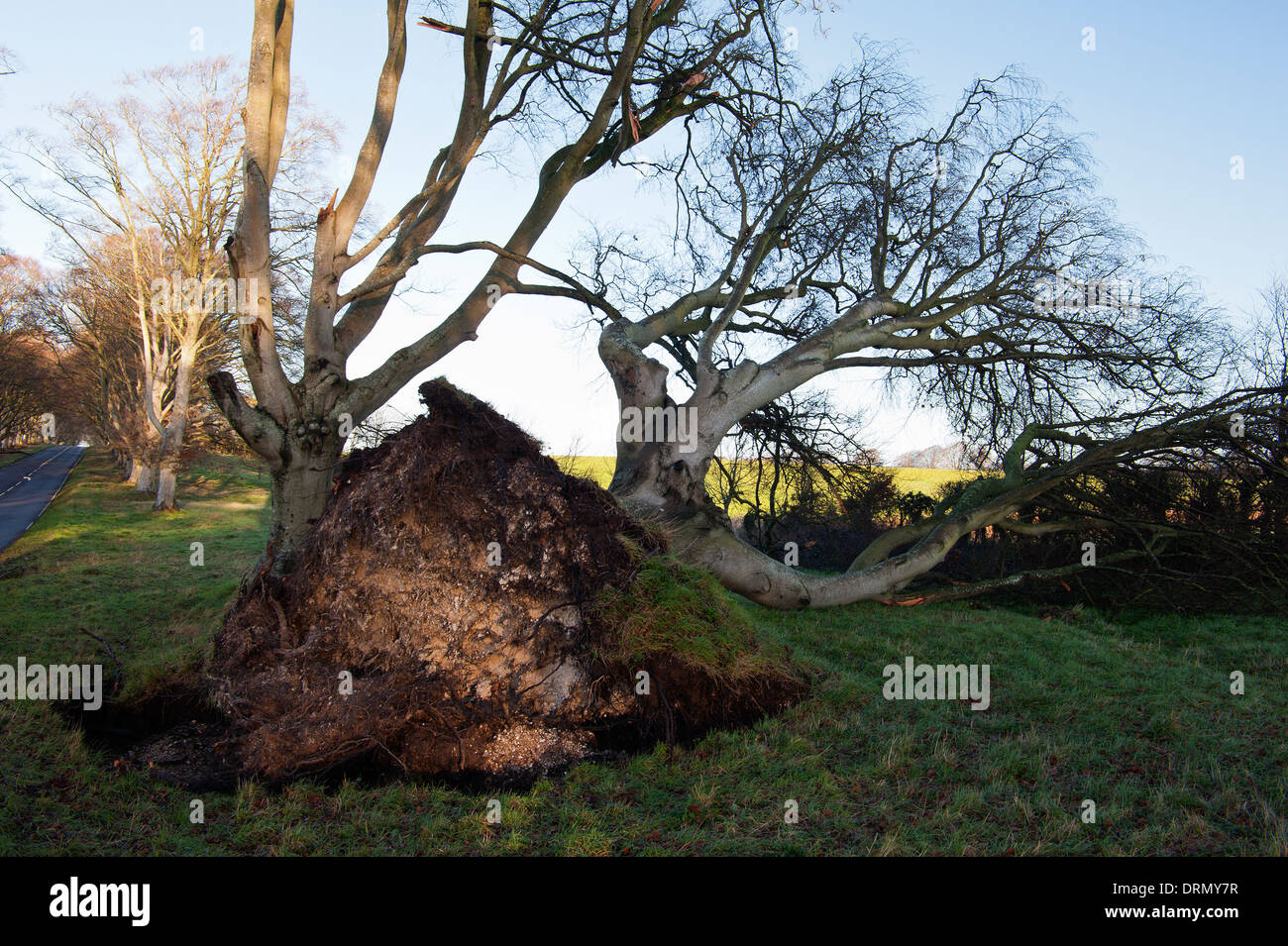 Storm damaged beech tree hi-res stock photography and images - Alamy