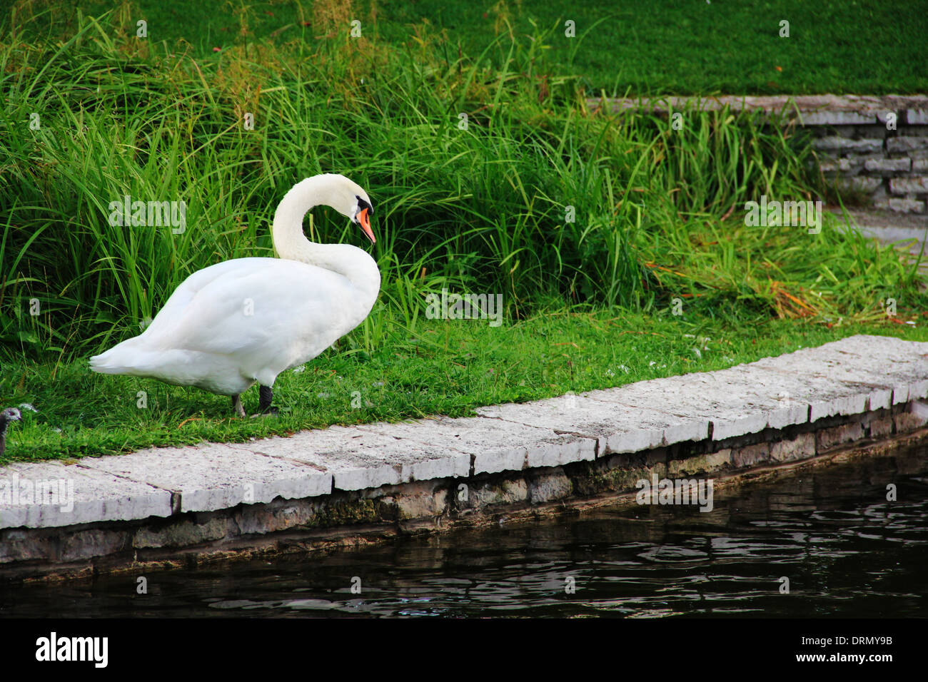 Swan grass hi-res stock photography and images - Alamy