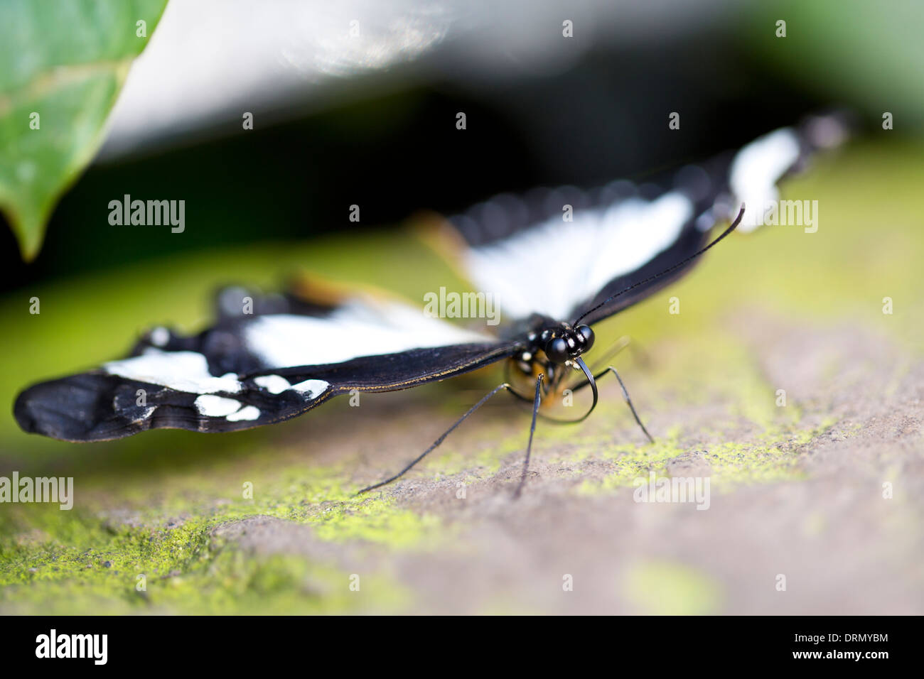 African swallowtail hi-res stock photography and images - Alamy