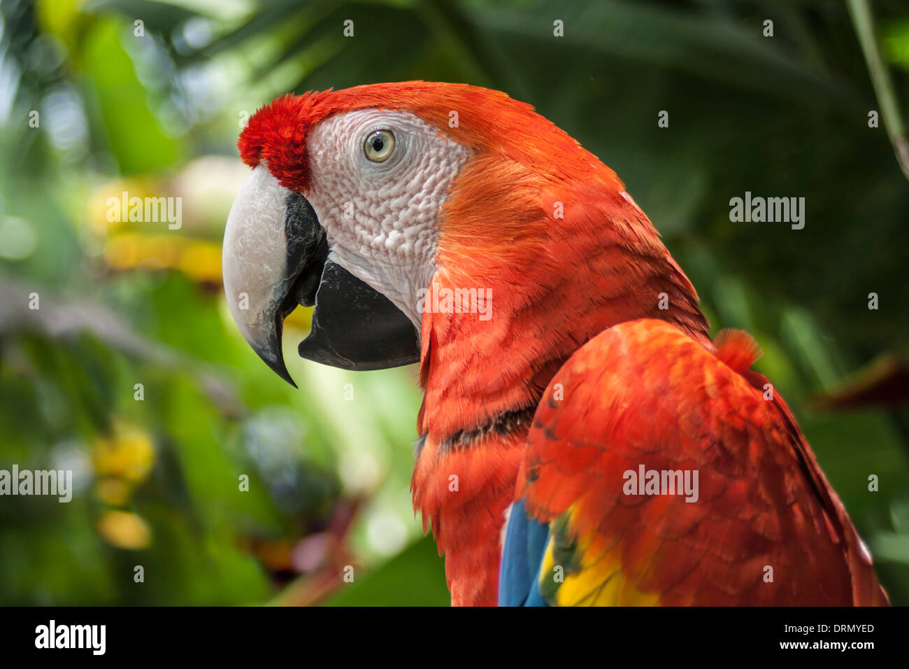 Parrot side view hi-res stock photography and images - Alamy