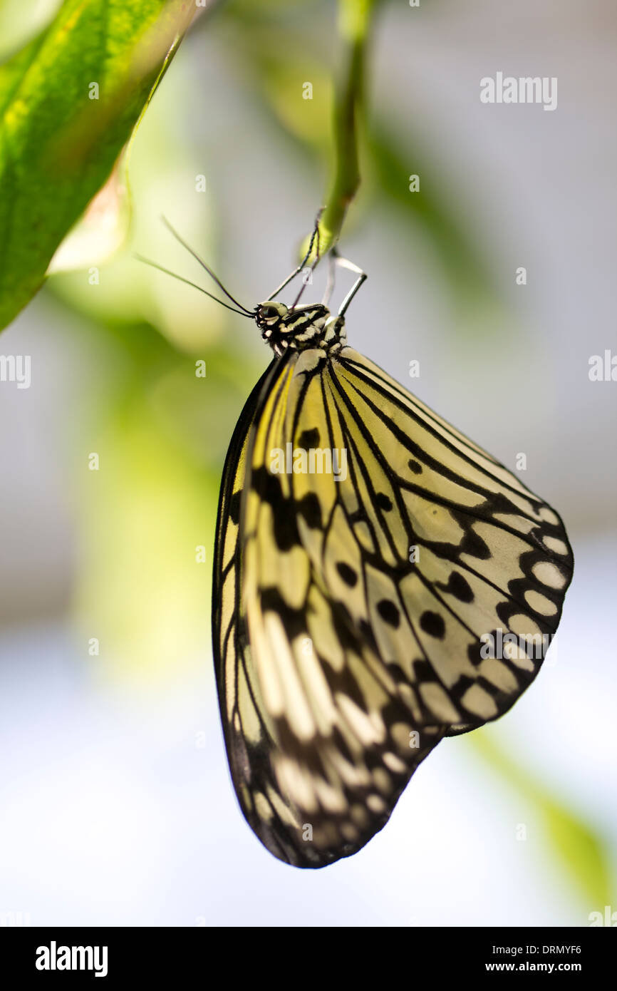 Tree Nymph Butterfly Stock Photo - Alamy