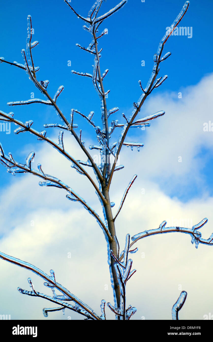 Frozen tree branches in Ontario, Canada Stock Photo - Alamy