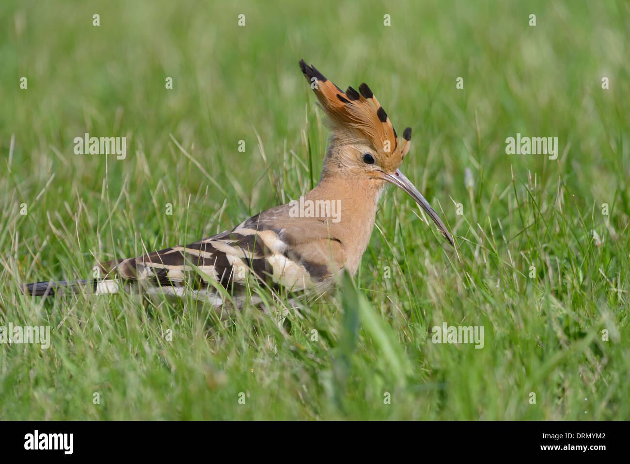 Wiedehopf, Upupa epops, Hoopoe Stock Photo - Alamy