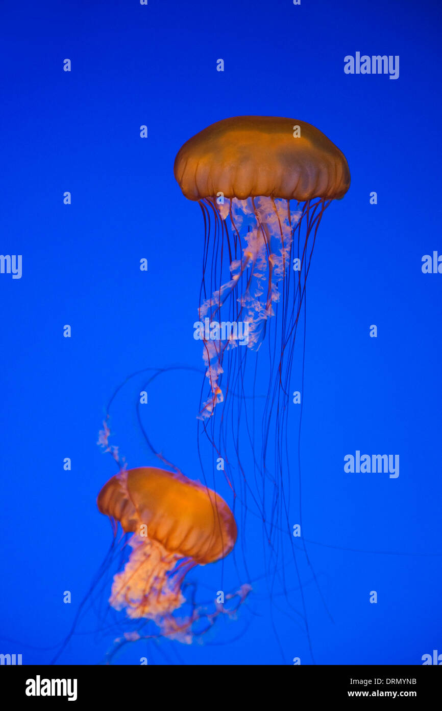 Sea Nettle jellyfish, Chrysaora fuscescens Stock Photo - Alamy