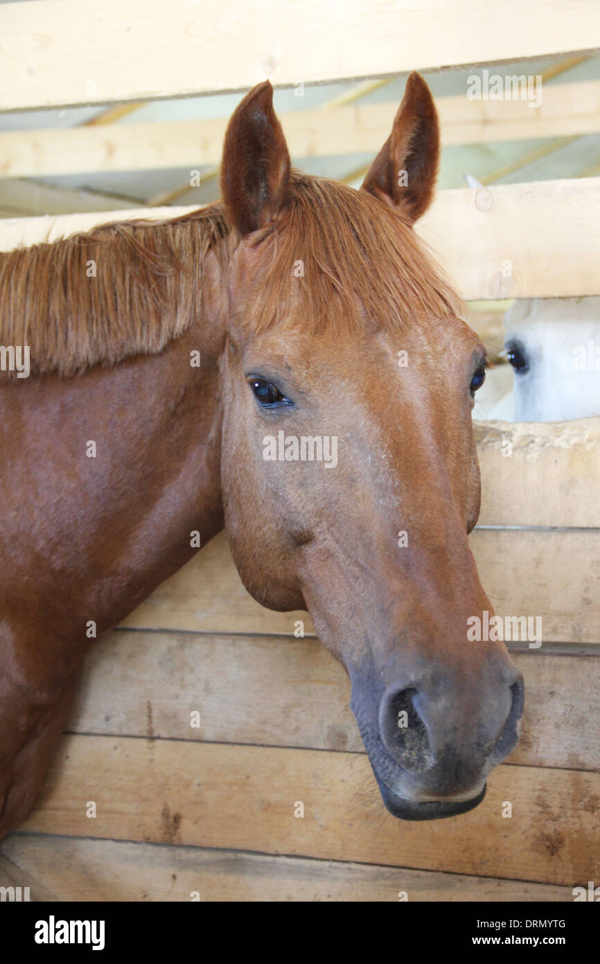 Horse in stables Stock Photo - Alamy