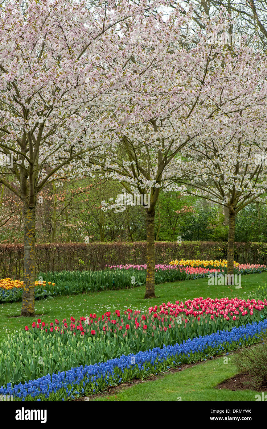 Gardens and cherry blossoms, Keukenhof Gardens, near Lisse, Netherlands ...