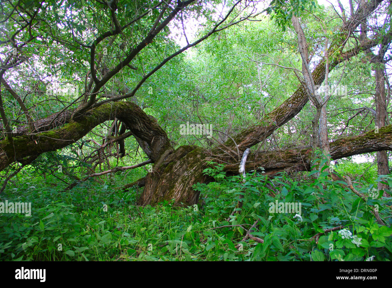 Old willow tree hi-res stock photography and images - Alamy