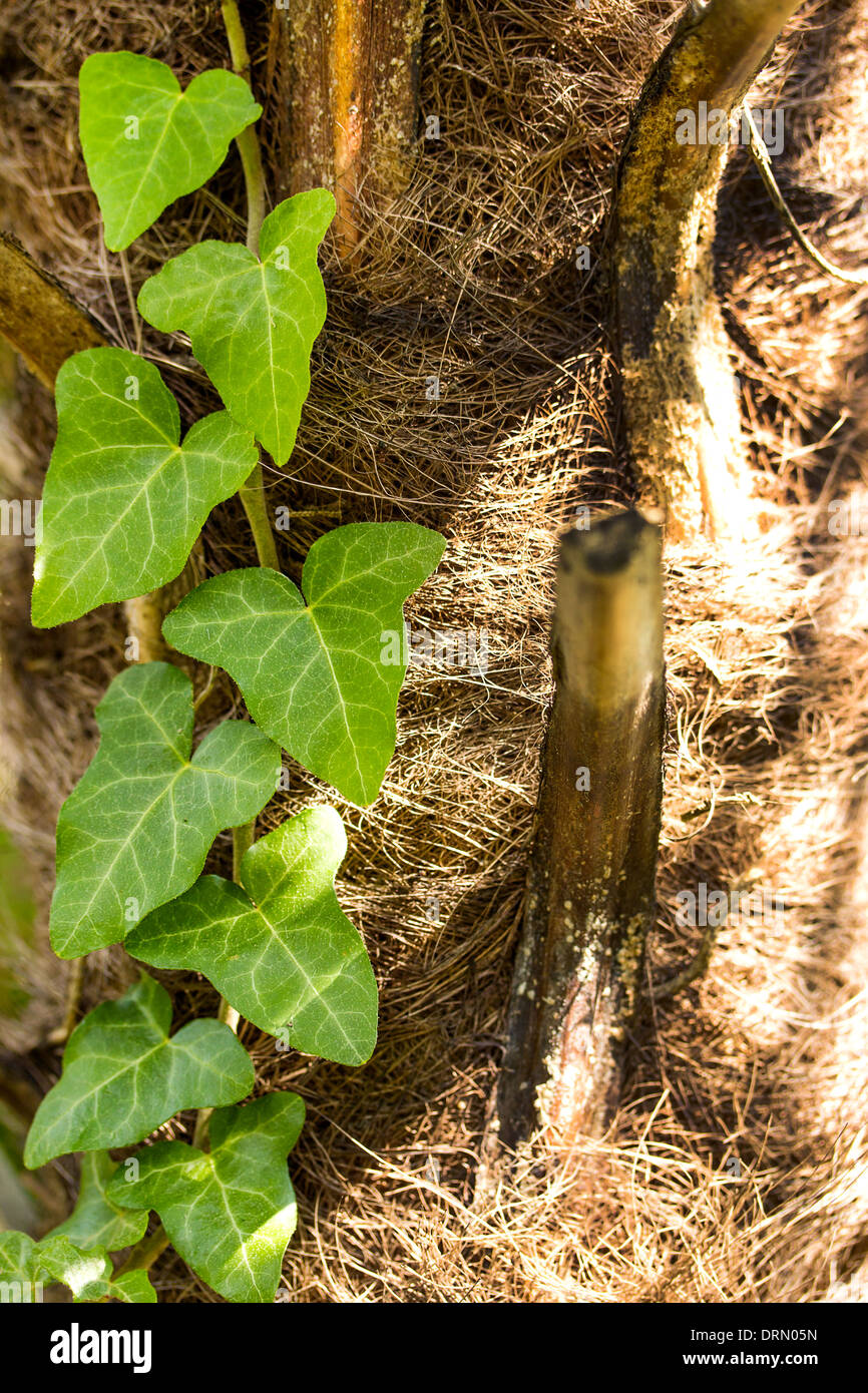 Palm ivy leaves hi-res stock photography and images - Alamy