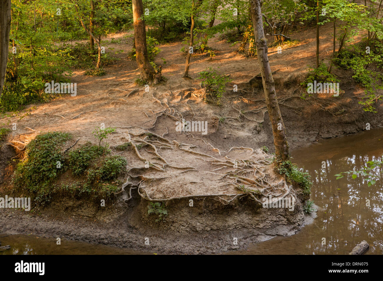 Exposed Tree Roots River Bank High Resolution Stock Photography and ...